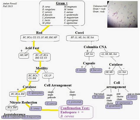 Flow Chart Of Gram Negative Bacteria