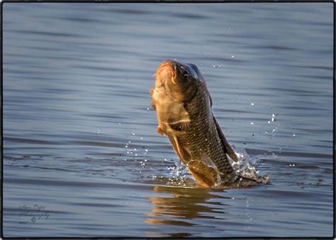 The Carp Are Jumping Again Ii