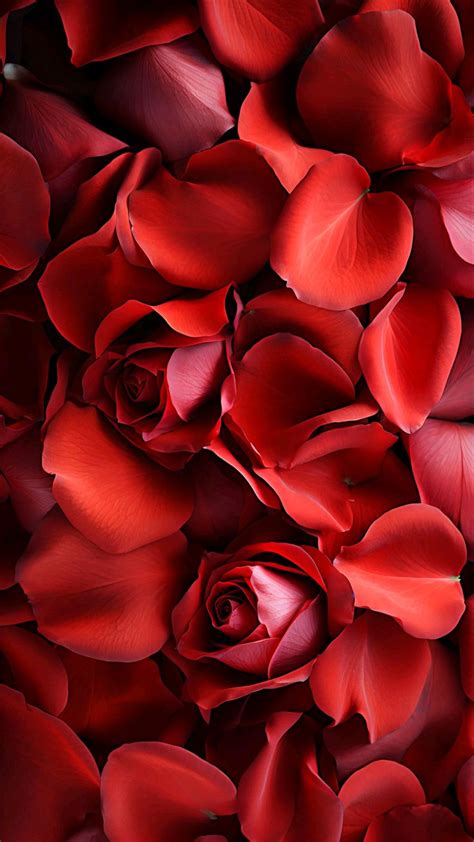 Pin By Dali Choniashvili On ყაისნაღით ქსოვა In 2024 Rose Flower