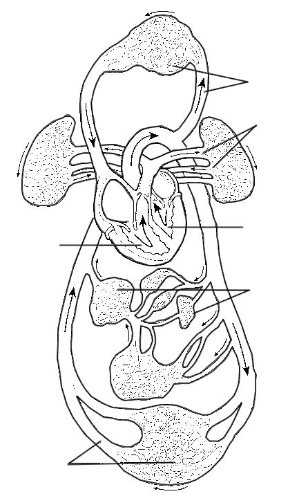 Simple Human Circulatory System Diagram