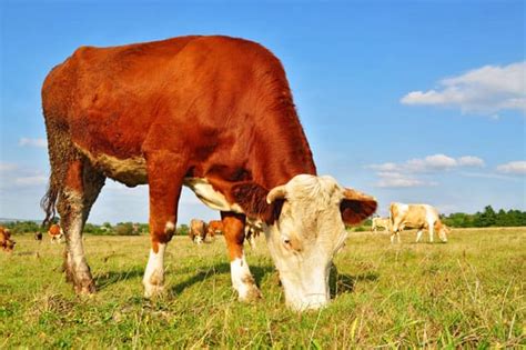 Anoestrus And Suboestrus The Reproductive Cycle Cattle Reproduction