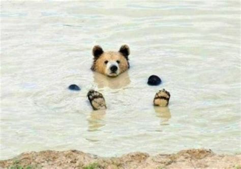 Just A Bunch Of Bears Having A Good Time Klyker Com