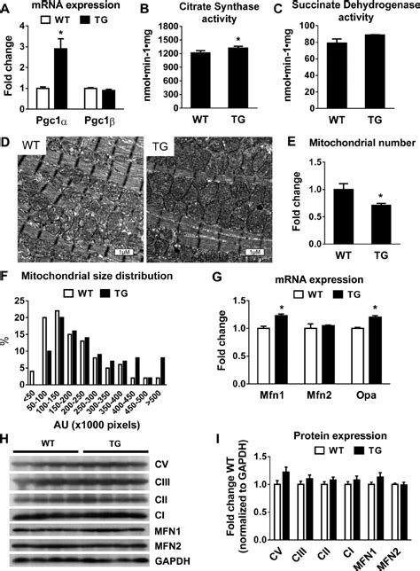 Mitochondrial Mass Morphology And Gene Expression In The Mouse Heart