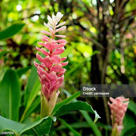 Bunga Jahe Merah Muda Atau Ratu Hutan Foto Stok Unduh Gambar Sekarang