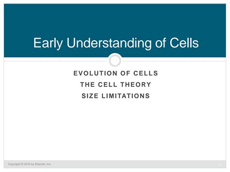 SOLUTION Chapter Anatomy Of The Cell Studypool