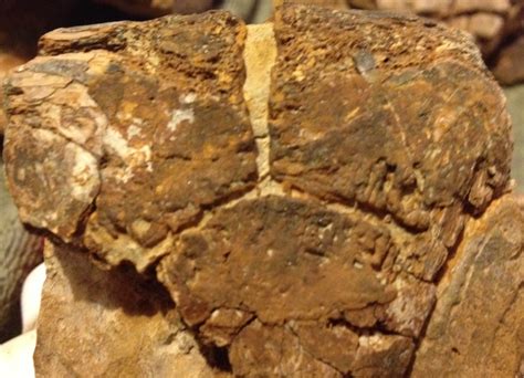 Sea Turtle Fossil Id The Fossil Forum