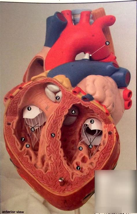 Heart Valves Diagram Quizlet