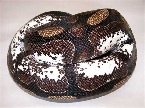 Morph List World Of Ball Pythons
