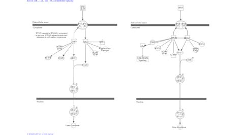 Role Of Jak1 Jak2 And Tyk2 In Interferon Signaling Geneglobe