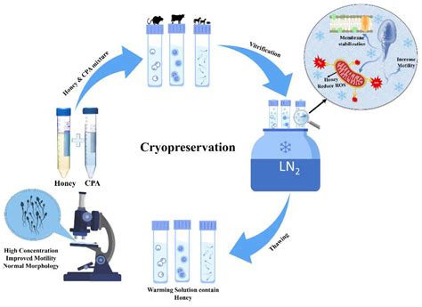 The Natural Cryoprotectant Honey For Fertility Cryopreservation