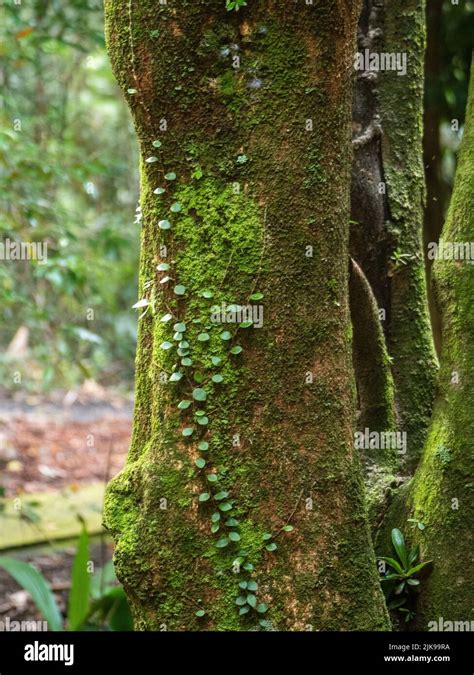 In The Australian Bush A Tree Trunk Covered In Green Moss And Leaves
