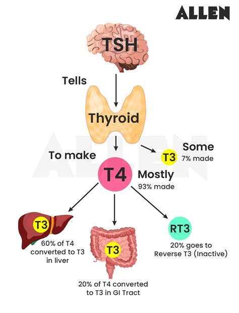 Thyroid Gland Anatomy Structure Function And Disorders