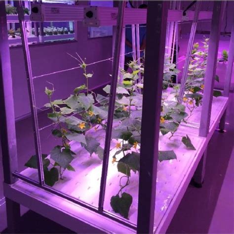 Hydroponic Farm In Shipping Containers