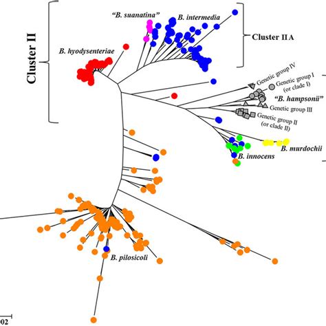 Radial Tree Of Maximum Likelihood Analysis Portraying The Clustering Of Download Scientific
