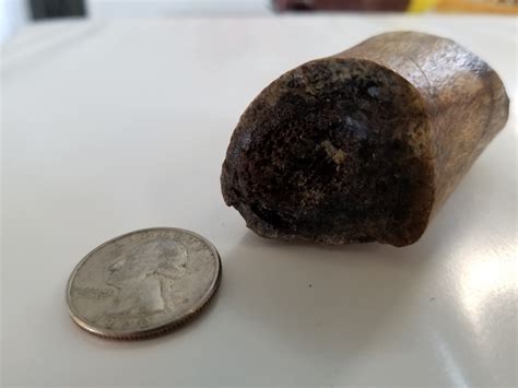 Fossil Bone Fragment Id Fossil Id The Fossil Forum