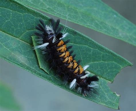 Types Of Caterpillars In Indiana At Geri Hodge Blog