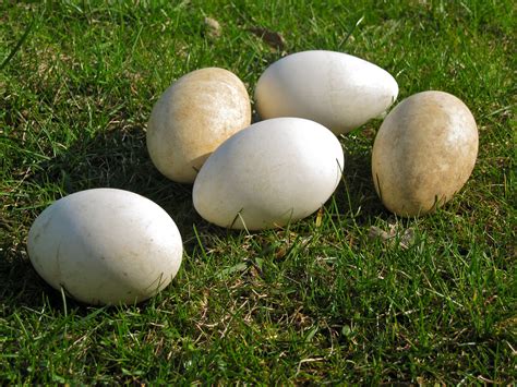 Canadian Goose Eggs Fresh And Nutritious