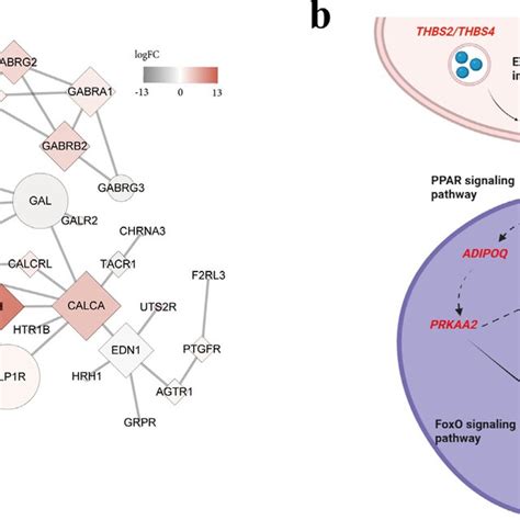 The PPI And Schematic Diagram Of The Molecular Mechanism A The PPI Download Scientific