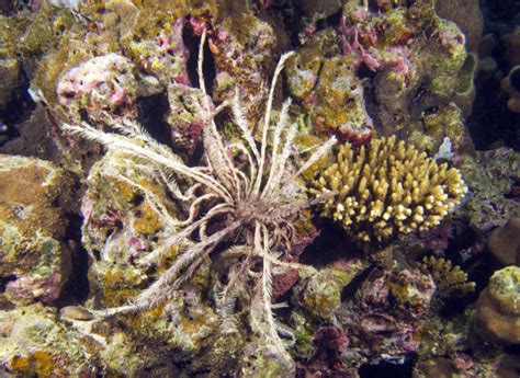 Crinoids Feathery Fossils Kslof Living Oceans Foundation