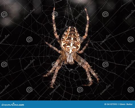 Cross Back Spider Stock Image Image Of Araneus Female 56107593