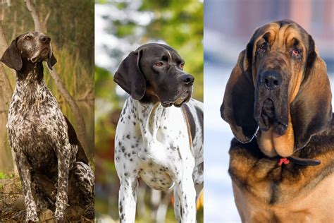 Rase De Caini De Vanatoare De Talie Mica