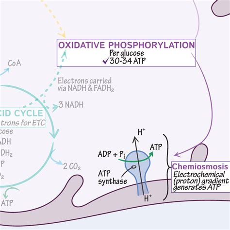 Biochemistry Glossary Glucose Metabolism Ditki Medical And Biological