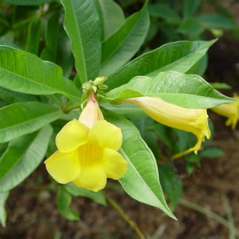 Allamanda Schottii Ufifas Assessment University Of Florida