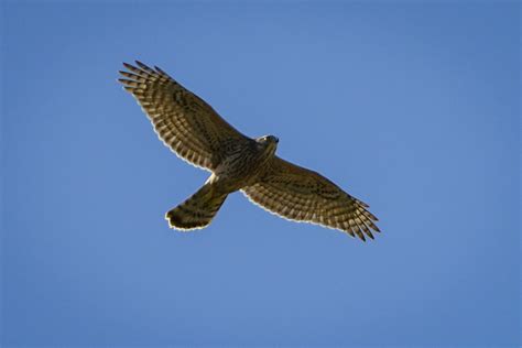 サシバとオオタカでしょうか 日本の野鳥識別図鑑
