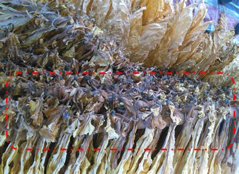 烤房烟叶霉烂不用愁 绿色防控来帮助 新华网