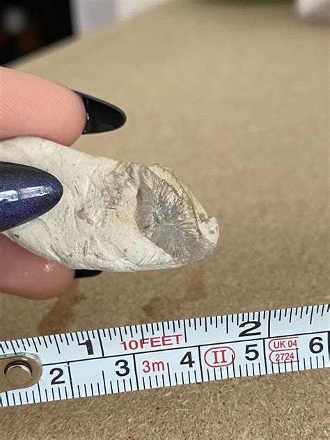 Lake Huron Fossil Finds Fossil ID The Fossil Forum