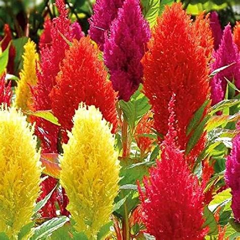 Celosia Plumosa Mix Plumed Cockscomb Woolflower Aproximadamente 300