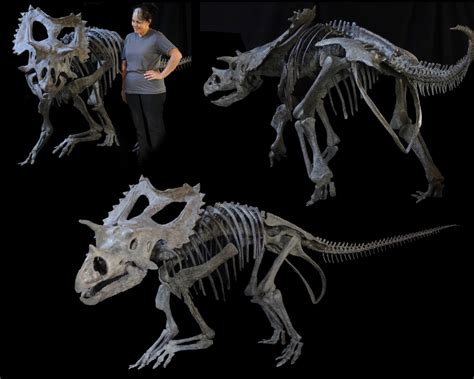 Zuniceratops Skeleton