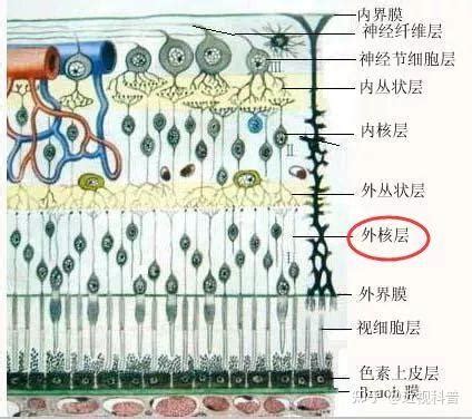 视网膜及视路解剖示意图 知乎