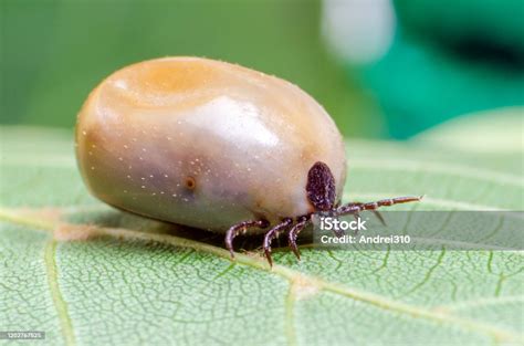 혈액에서 부어 Mite 위험한 기생충과 감염의 캐리어는 잎에 앉아 0명에 대한 스톡 사진 및 기타 이미지 0명 가득 찬 거미류 Istock