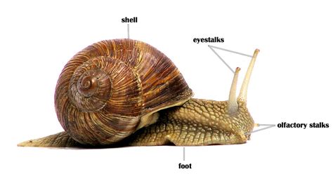 Mollusca