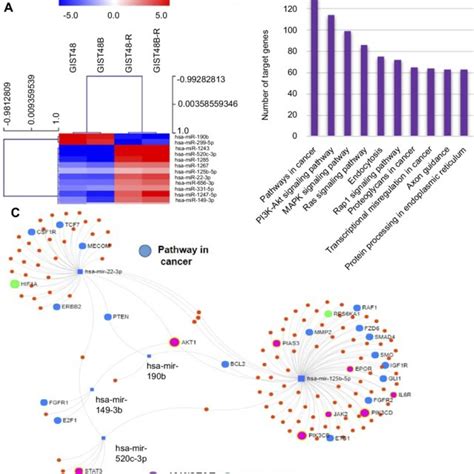 Mirnas Profile Notes A Mirna Hierarchical Clustering Mirnas