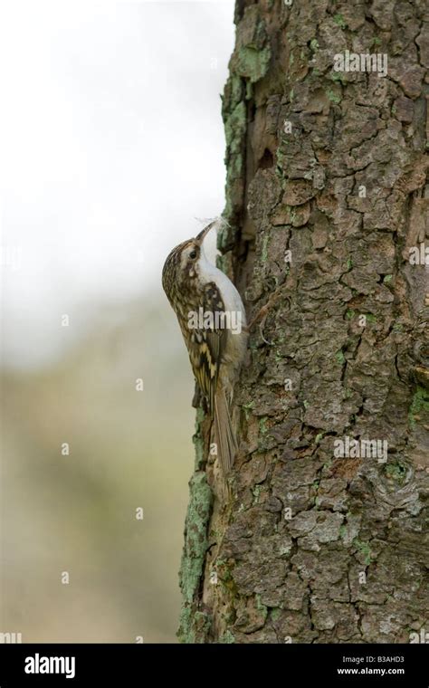 Certhia Familiaris Tree Creeper With Nesting Material Stock Photo Alamy