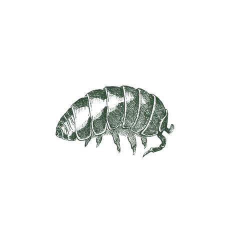 Rolly Polly Bug Life Cycle