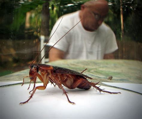 Roach Japaneseclassjp