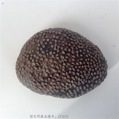 珊瑚虫化石 石馆 国石网