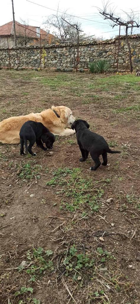 ️ ️ ️ Три малки Ветеринарна амбулатория ГардВет