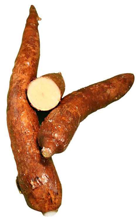 Yuca Or Cassava Brooks Tropicals