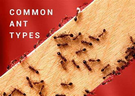 The Different Types Of Household Ants And How To Identify Them Eroppa