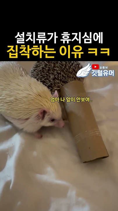 휴지심을 왜 그렇게 좋아하는겨 ㅋㅋㅋ Youtube