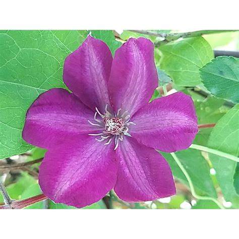 Clematis Rouge Cardinal Clematis With Large Dark Red Pink Flowers
