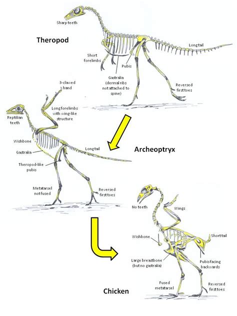 Archaeopteryx Dinosaur Compared To Human