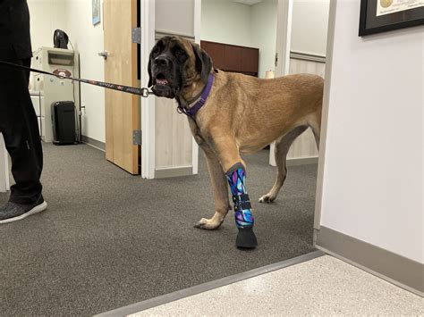 Dog Prosthetics By My Pets Brace Canine Prosthetics