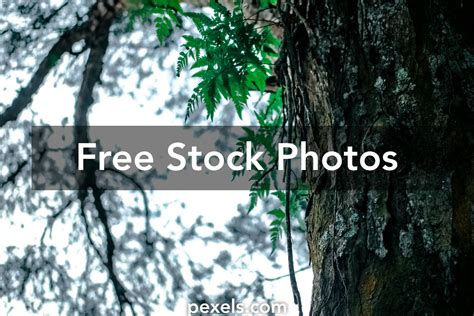 Lignum Vitae Tree Photos Download The Best Free Lignum Vitae Tree