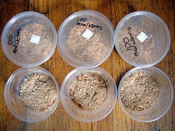 How To Store Mealworms Bird Nature
