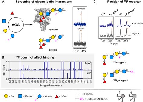 A A Collection Of 19 F Labeled Lewis Type 2 Antigen Analogues Was Download Scientific Diagram